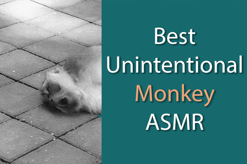Best Unintentional Animal ASMR Videos - Monkey Edition - ASMR Tingles