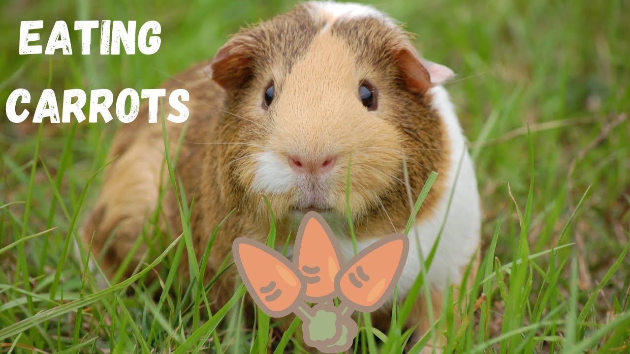 Guinea Pigs Eating Carrots - ASMR - ASMR Tingles