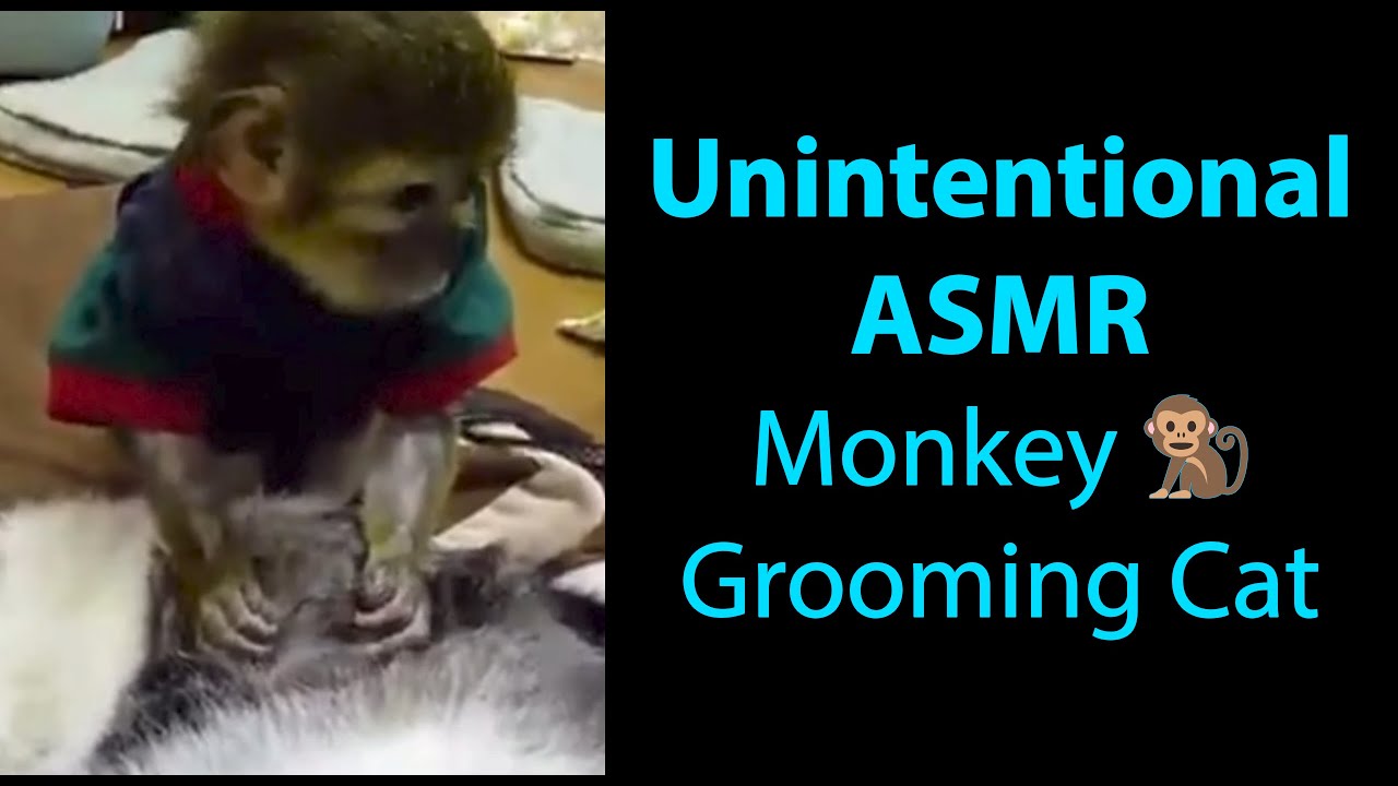 Cute Little Monkey Grooming a Cat - ASMR Tingles
